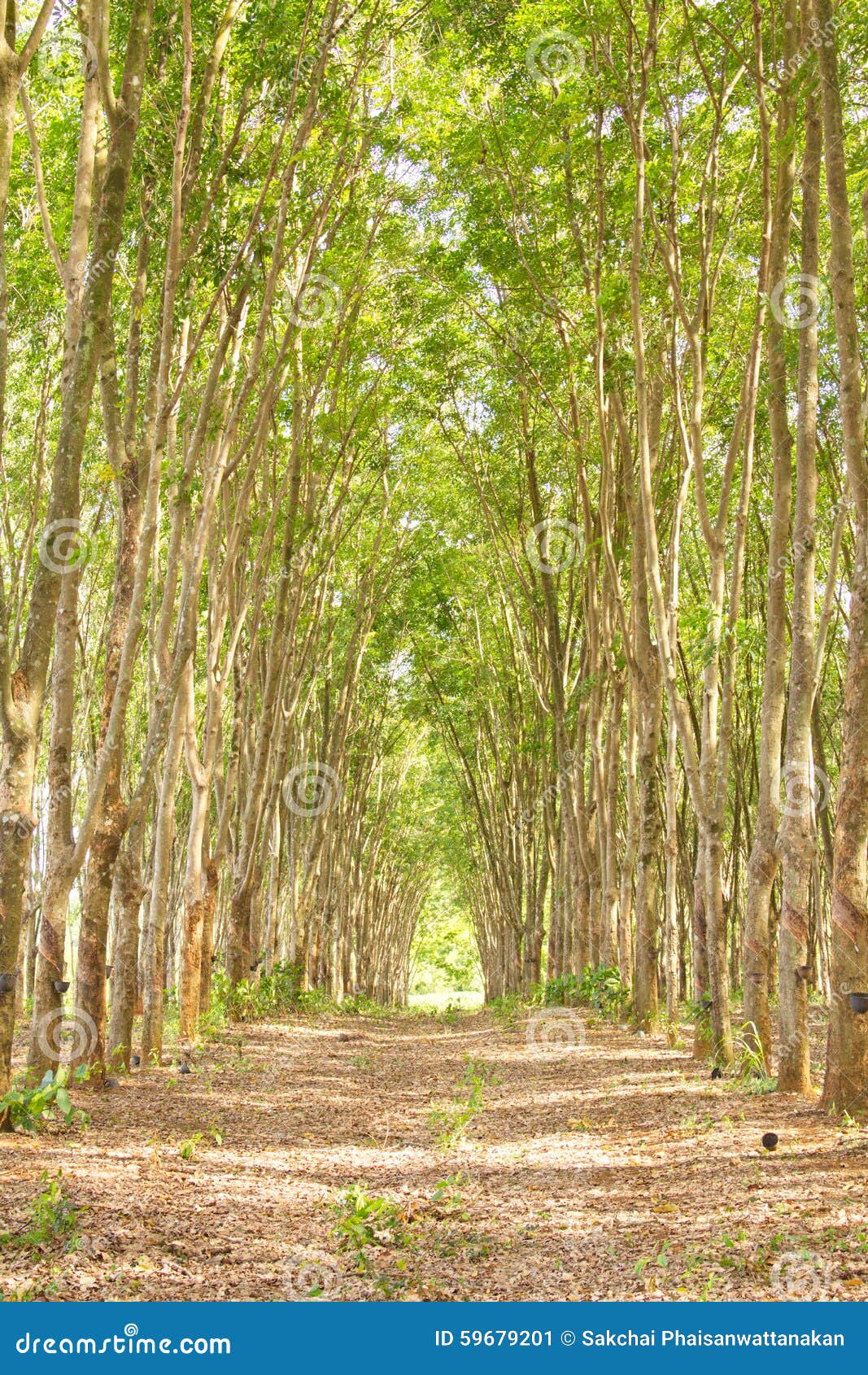 Row of para rubber tree stock image. Image of industry - 59679201