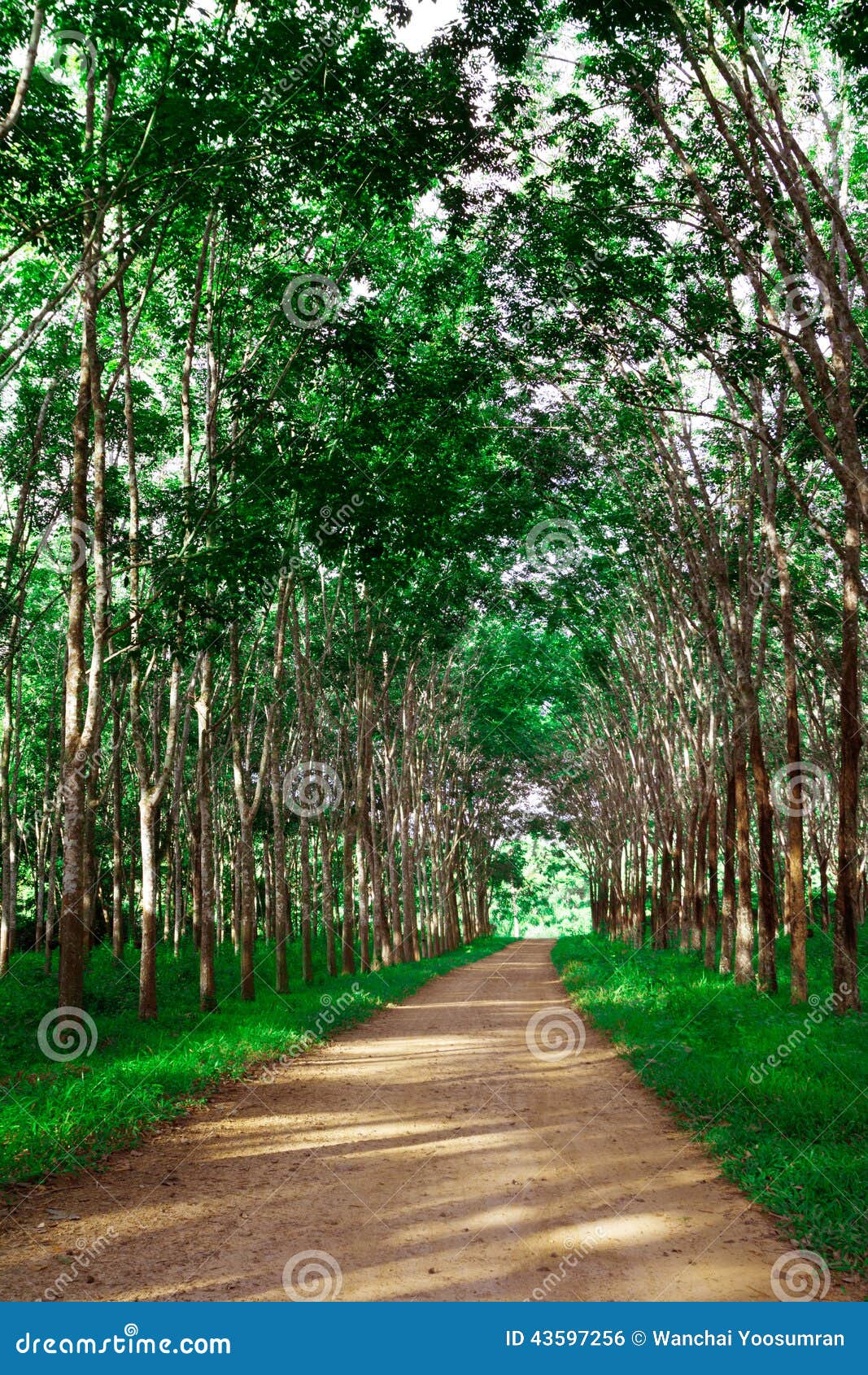 Row of para rubber tree stock photo. Image of walkway - 43597256