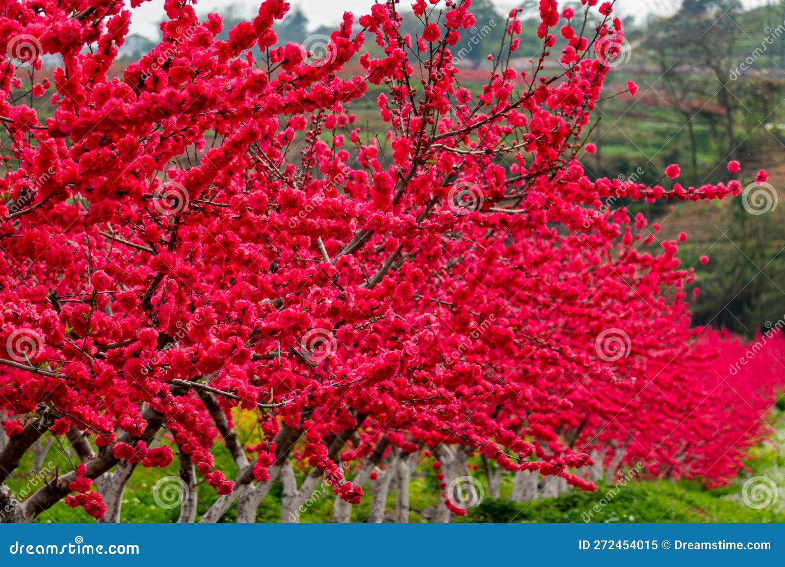 A Row of Peach Trees are Blooming Red Peach Blossoms in the Orchard in ...