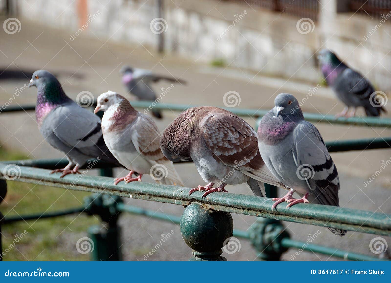 Row of pigeons stock image. Image of outside, look, line - 8647617