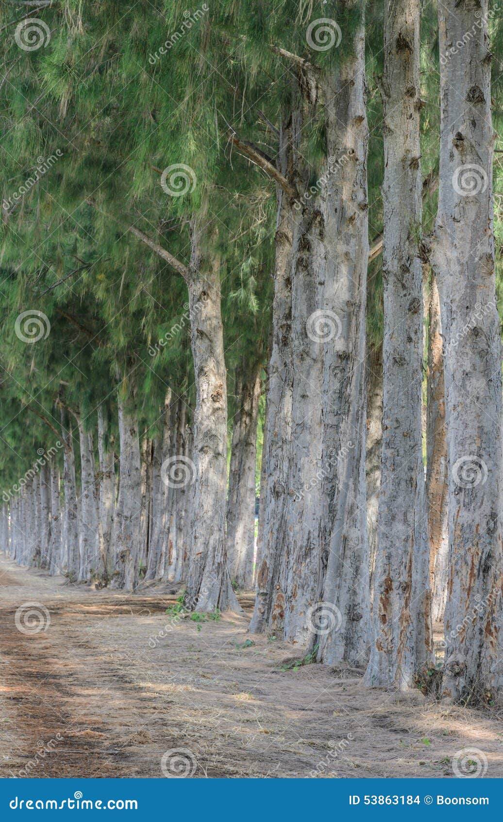 Row of pine tree stock photo. Image of nature, walkway - 53863184