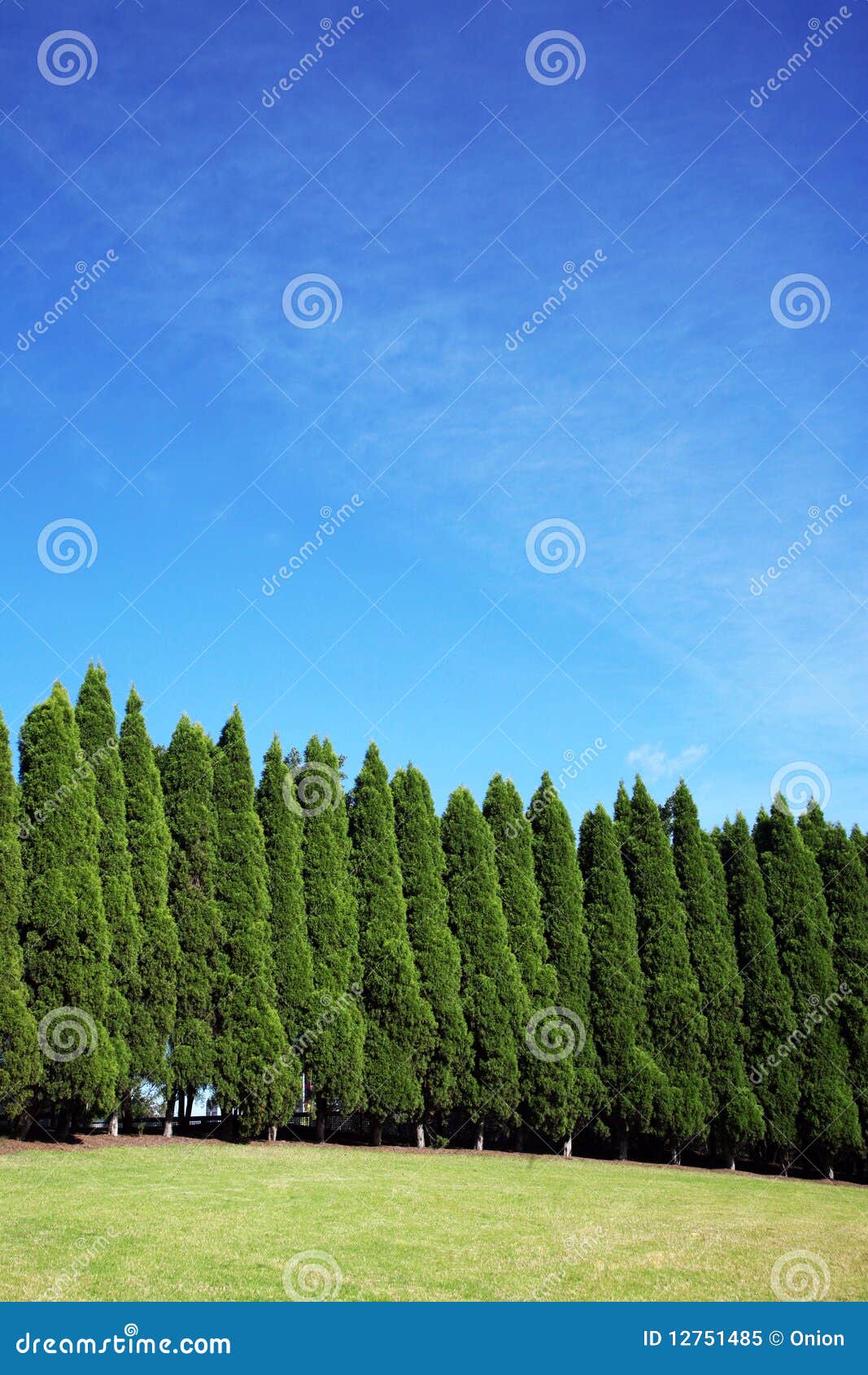 Row of pine trees stock image. Image of pine, backdrop - 12751485