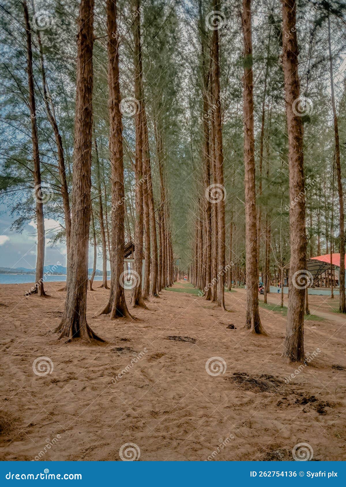 Row of Pine Trees on the Beach Stock Photo - Image of pine, beach ...