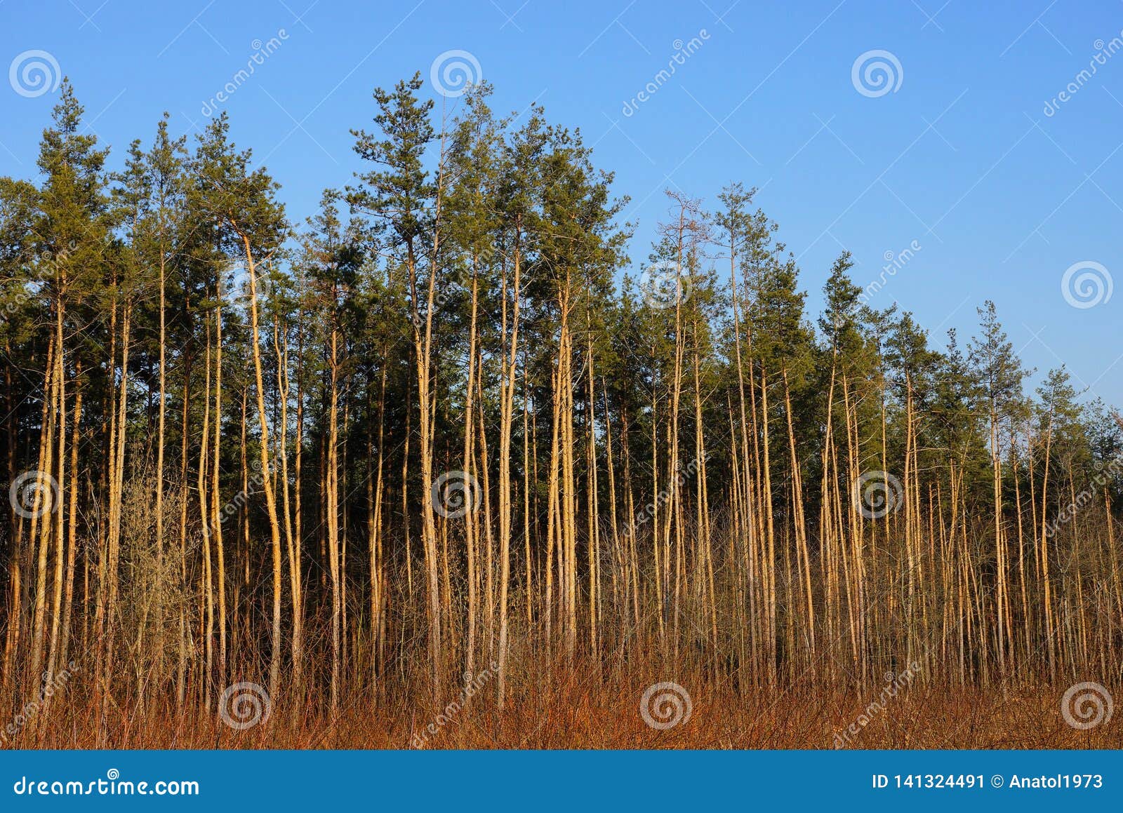 A Row of Pine Trees on the Edge of the Forest Against the Sky Stock ...