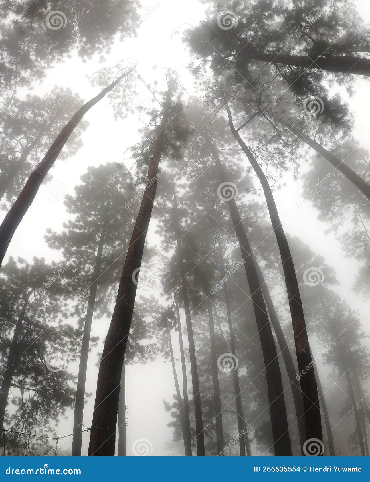 A Row of Pine Trees in the Fog Shoot from Below Stock Photo - Image of ...