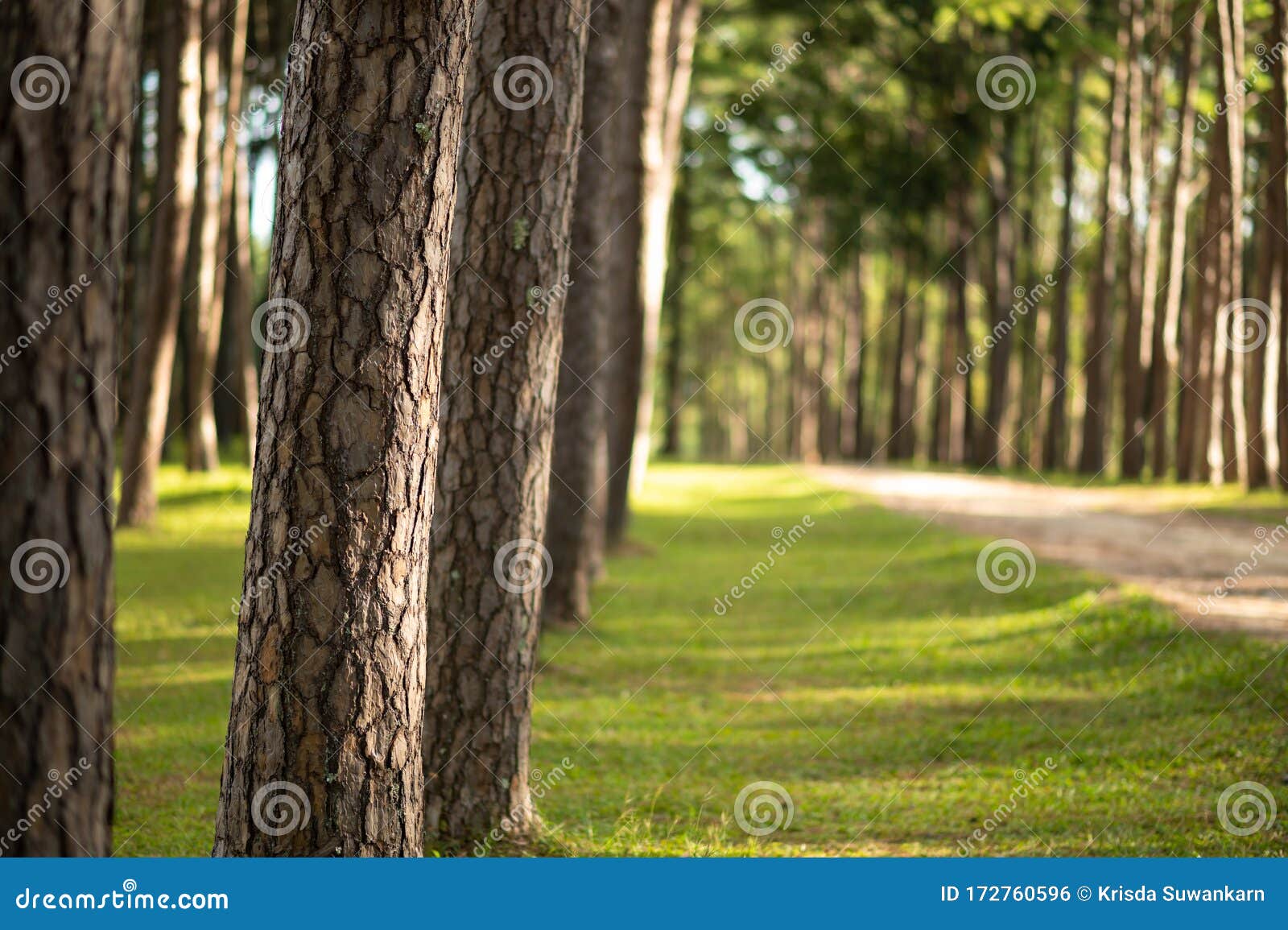 A Row of Pine Trees in Forest with Green Grass Stock Photo - Image of ...