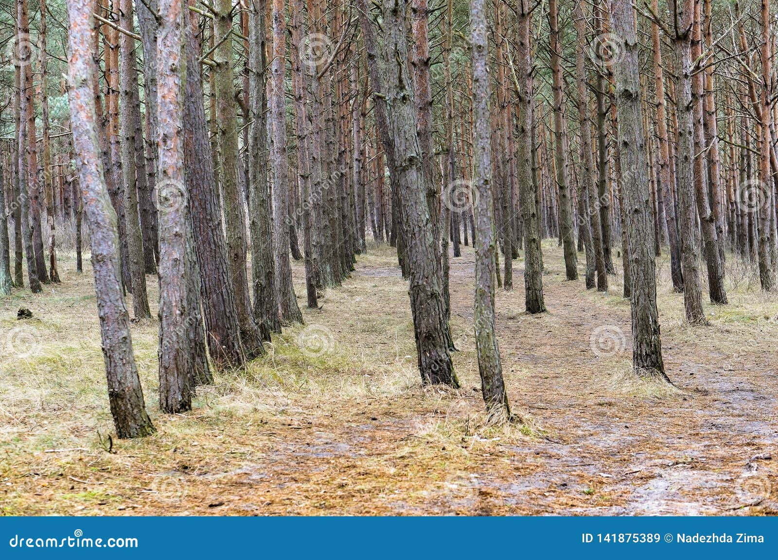 A Row of Pine Trees in the Forest Stock Image - Image of trees ...