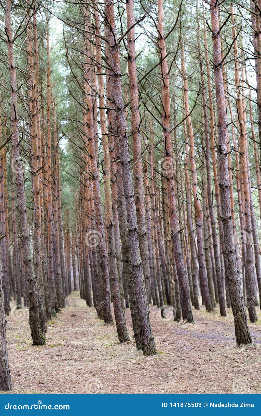A Row of Pine Trees in the Forest Stock Image - Image of outdoor, leaf ...