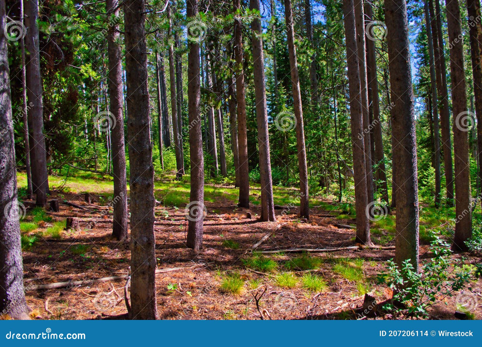 Row of Pine Trees in the Forest on a Sunny Day Stock Photo - Image of ...