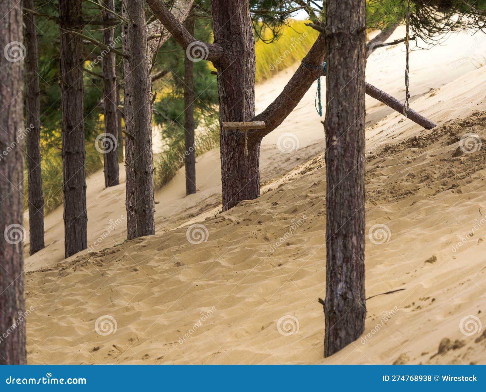 Row of Pine Trees Growing in the Sand Dunes Stock Photo - Image of ...