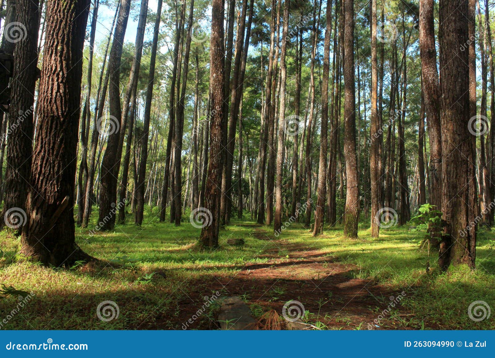 Row of Pine Trees that Have the Same Height Stock Photo - Image of ...