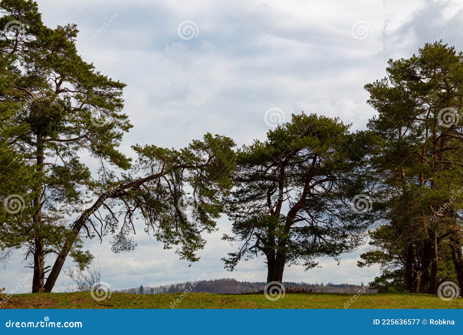 Row of Pine Trees on a Hill Stock Image - Image of spruce, group: 225636577
