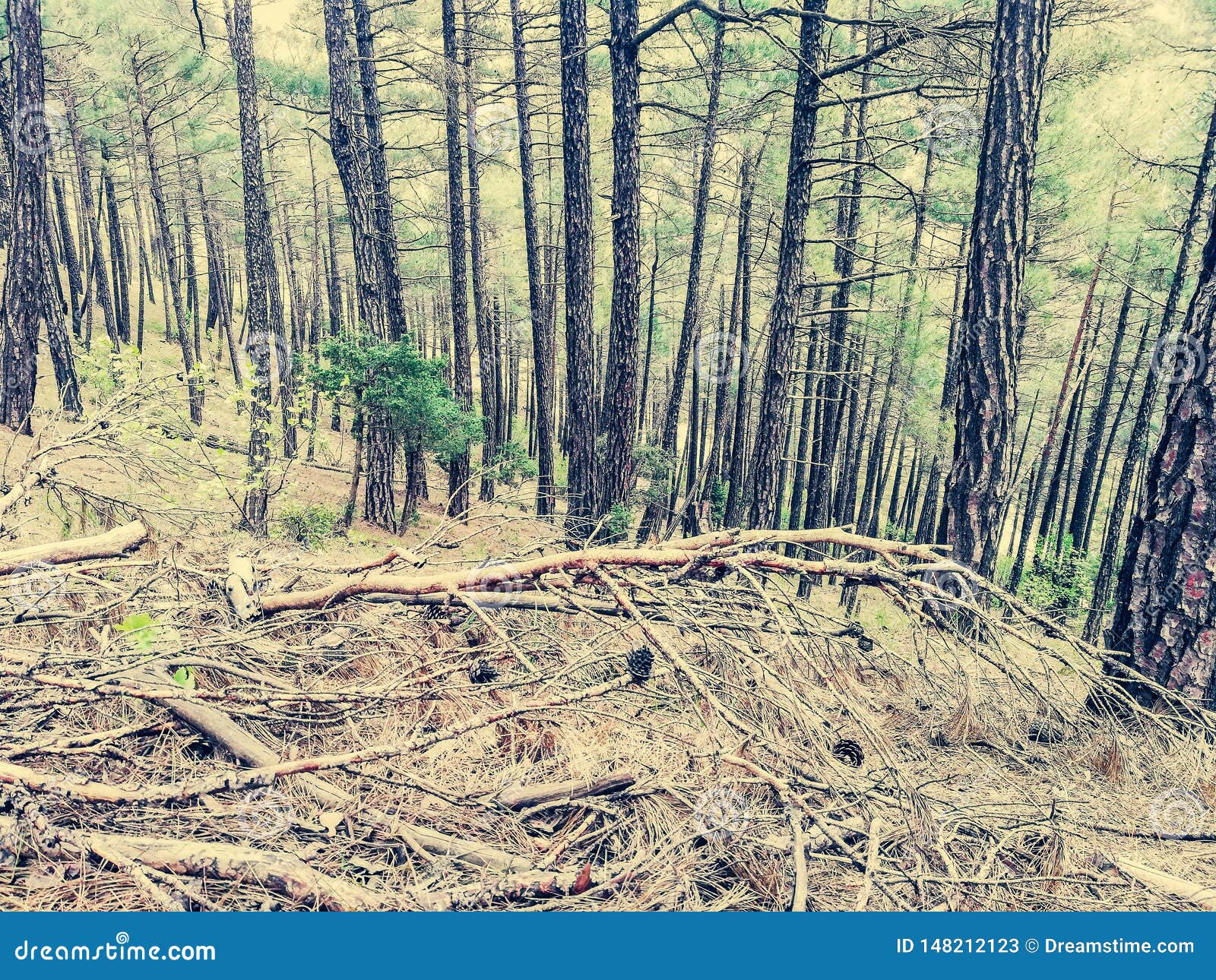 Row of pine trees reaching stock image. Image of gorgeous - 148212123