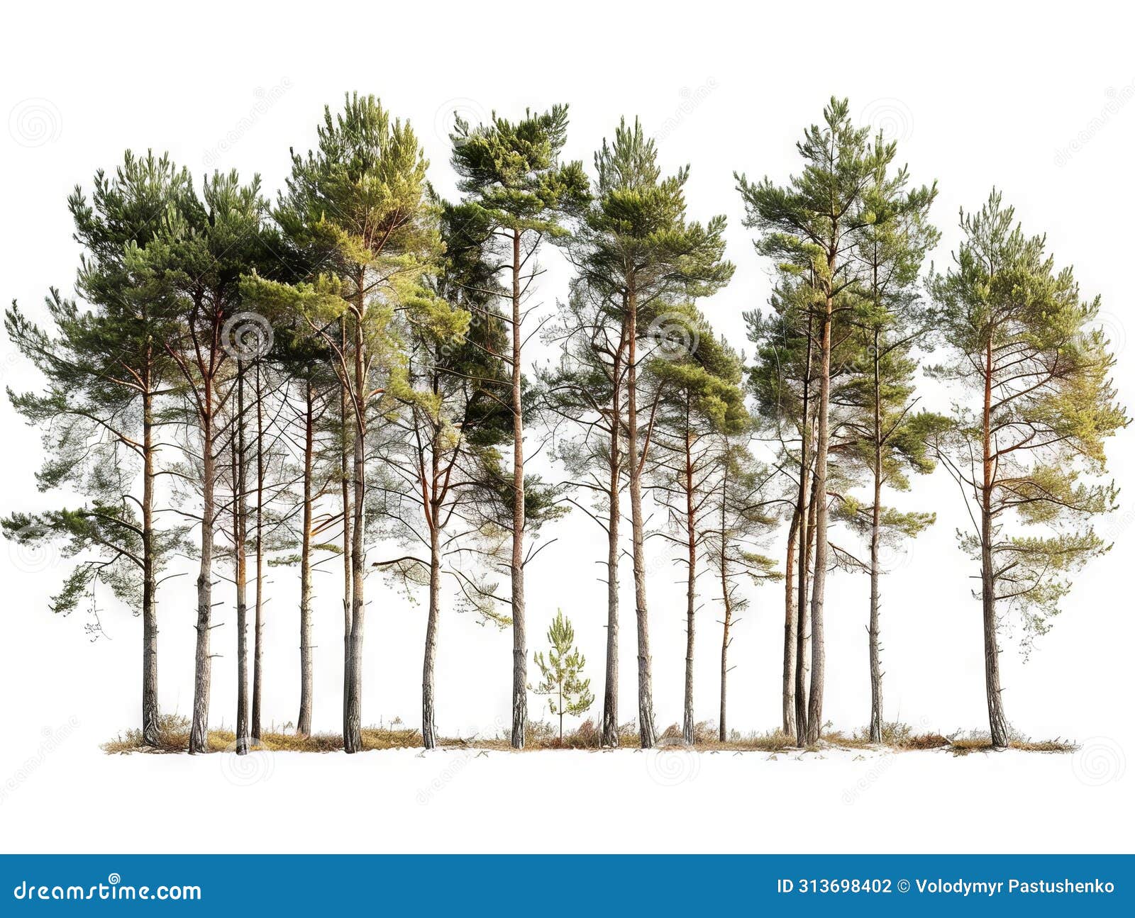 A Row of Pine Trees on a White Background Stock Photo - Image of pine ...