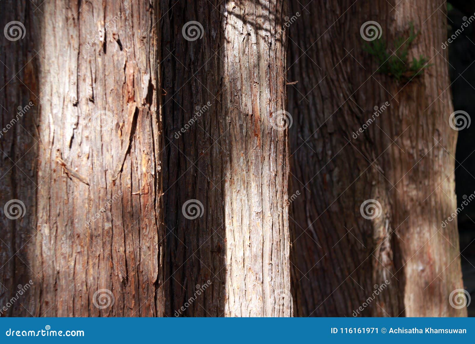 The Row of Pine Trunk on Sunlight in the Pine Forest. an Evergreen ...