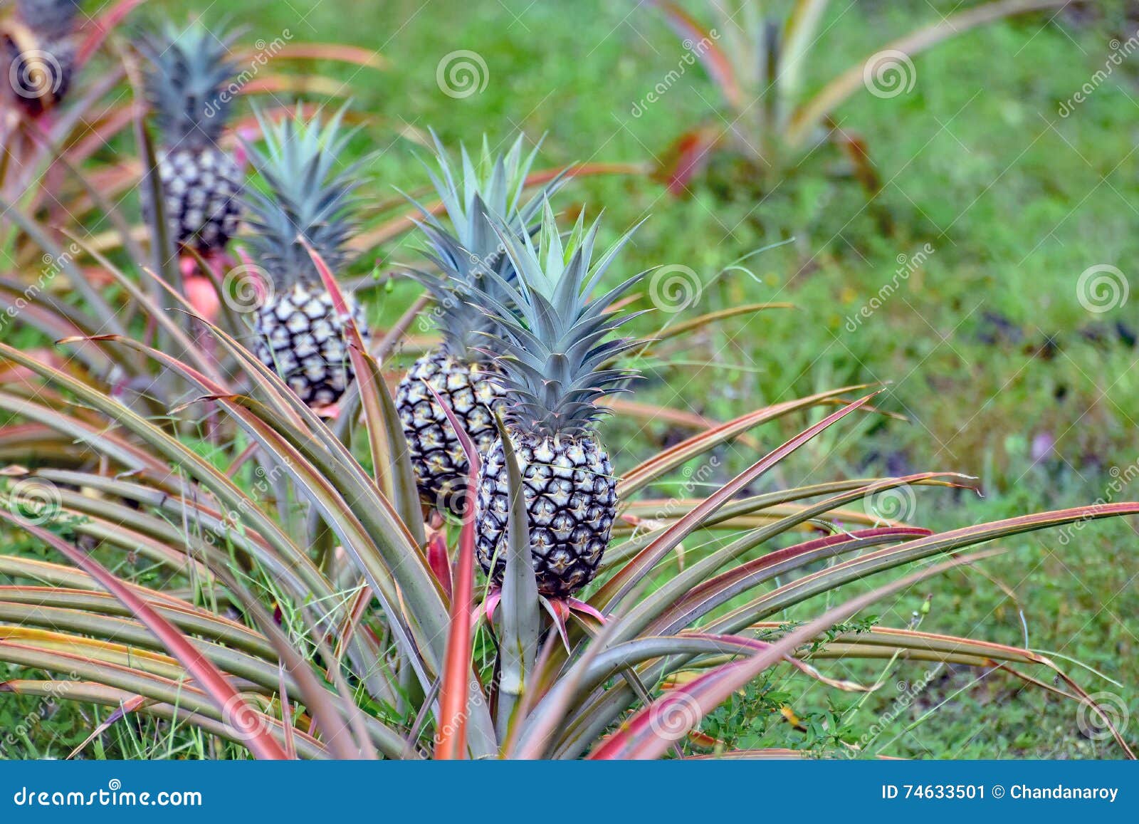 A Row of Pineapple Growing in a Plantation Stock Image - Image of crop ...