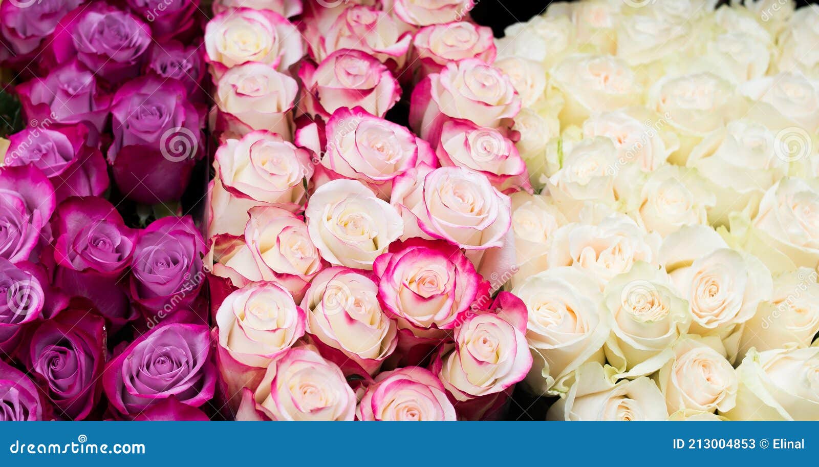 Row of Pink, Purple and White Roses, Floral Stock Image - Image of ...