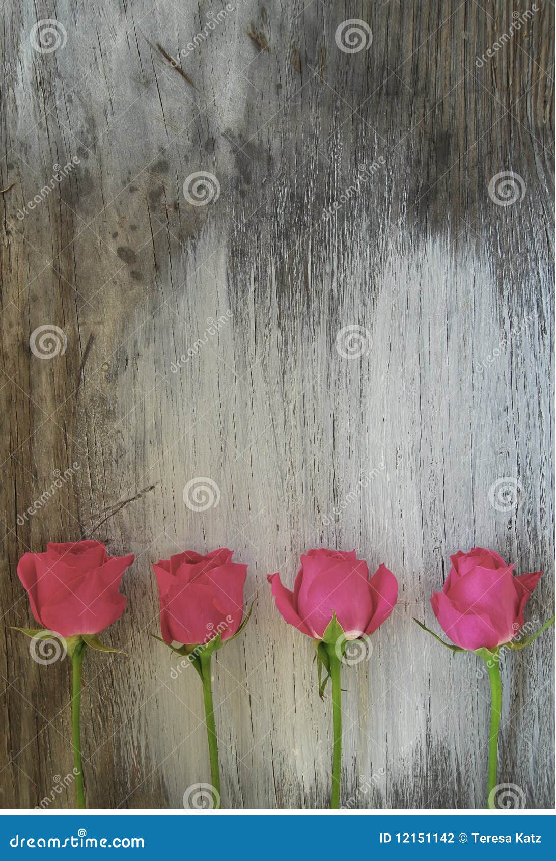 Row of pink roses stock photo. Image of flowers, cracked - 12151142