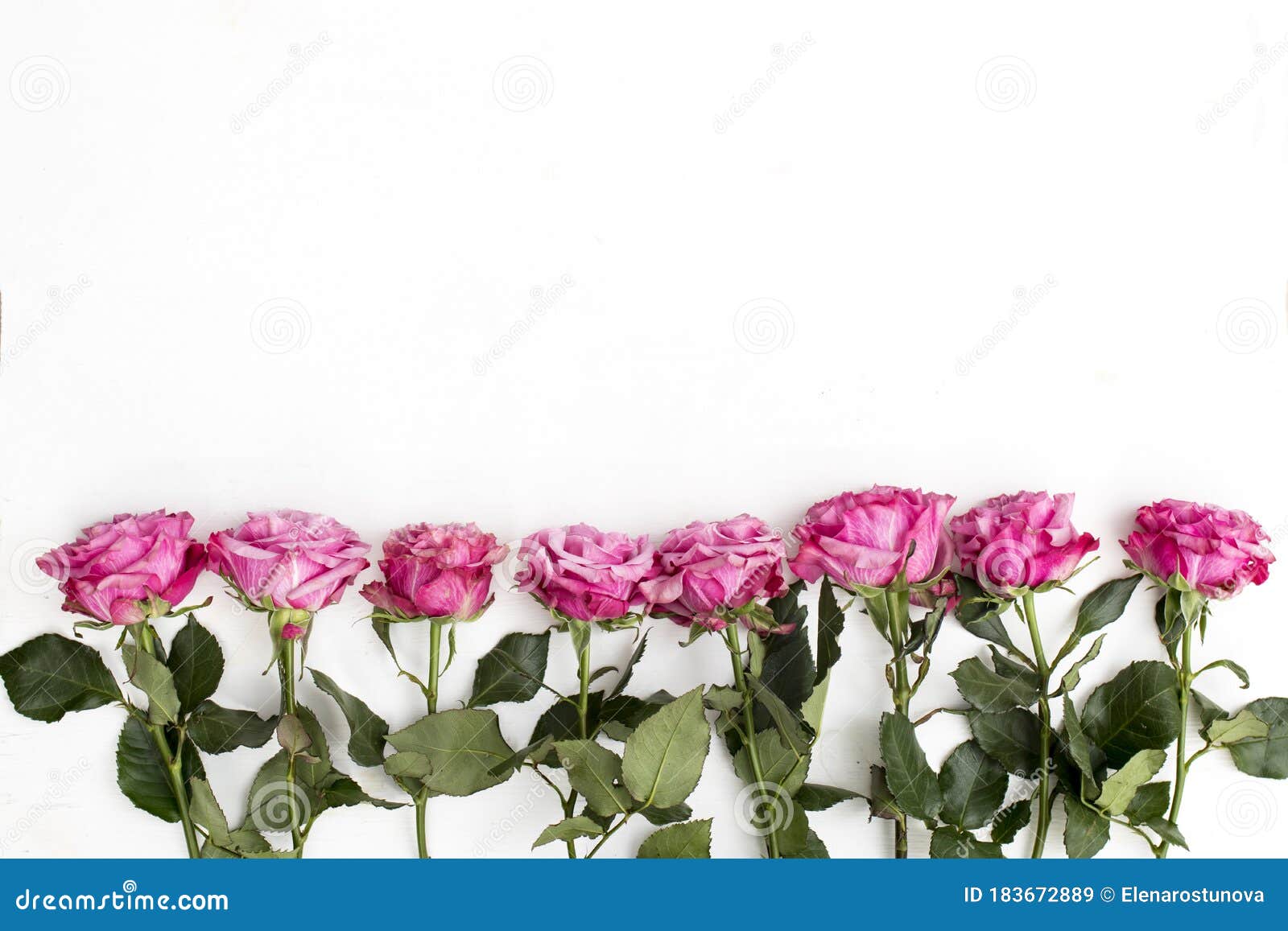 A Row Of Pink Roses For A Greeting Card Stock Image - Image of card ...