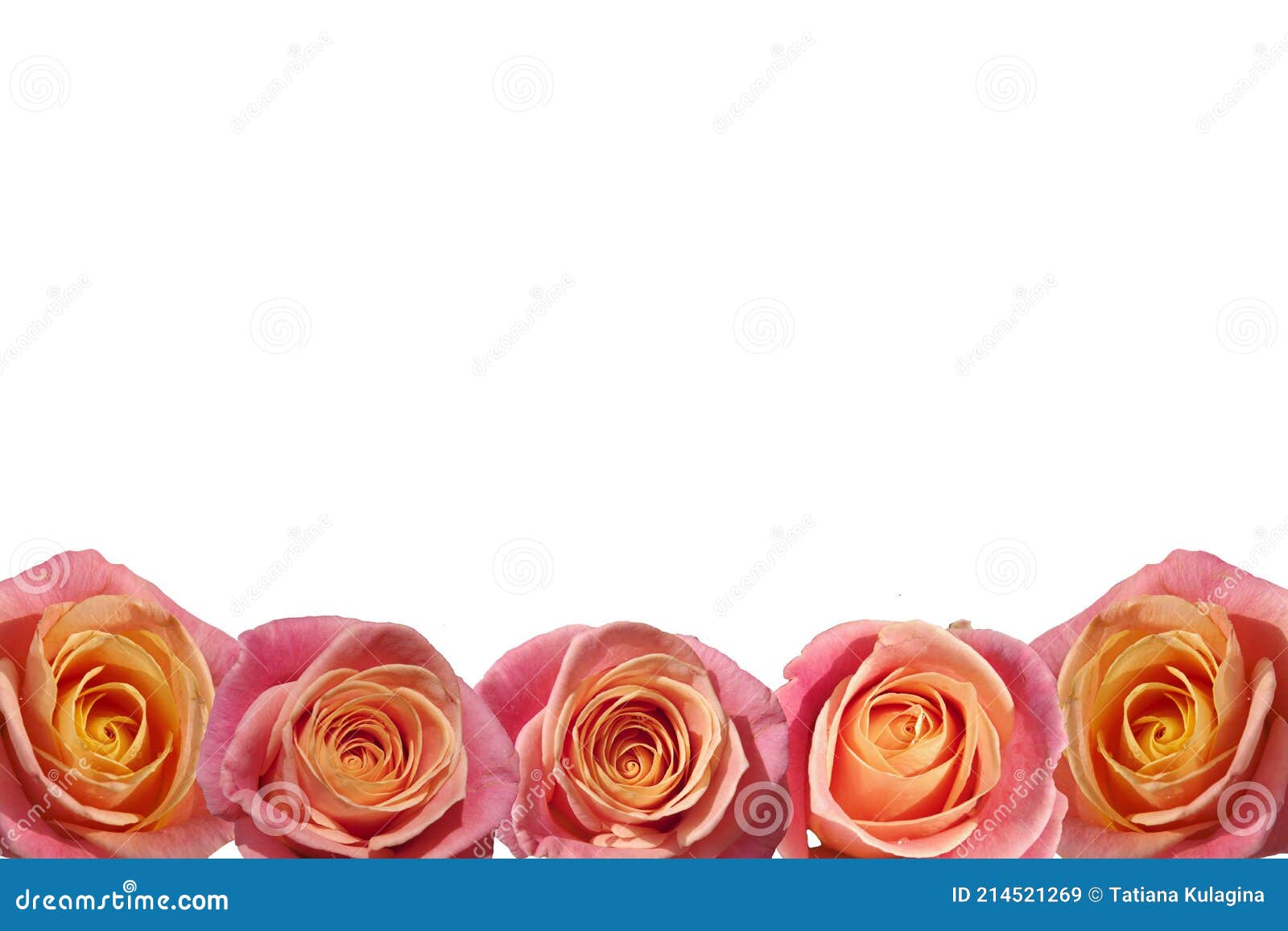 Row of pink roses. stock image. Image of bloom, flower - 214521269