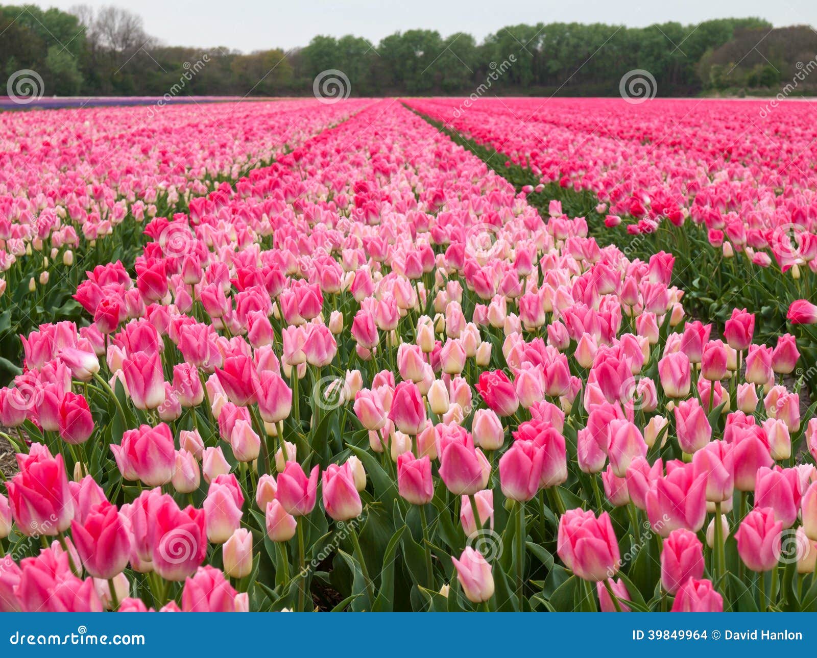Row of pink tulips stock photo. Image of close, fields - 39849964