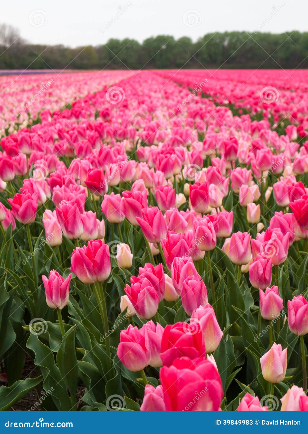 Row of pink tulips stock image. Image of tulip, farming - 39849983