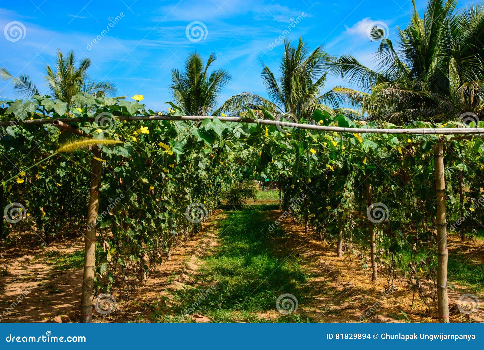 The row of plants stock photo. Image of field, plants - 81829894