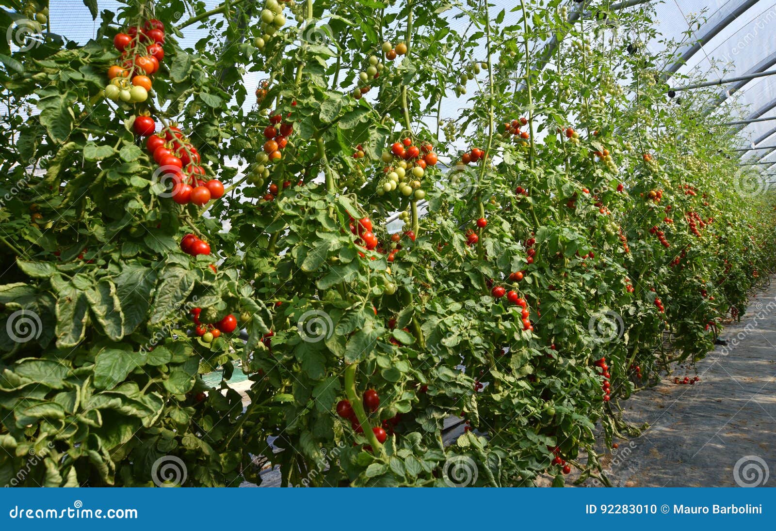 Row of Plants of Cluster Tomatoes in a Greenhouse Stock Photo - Image ...