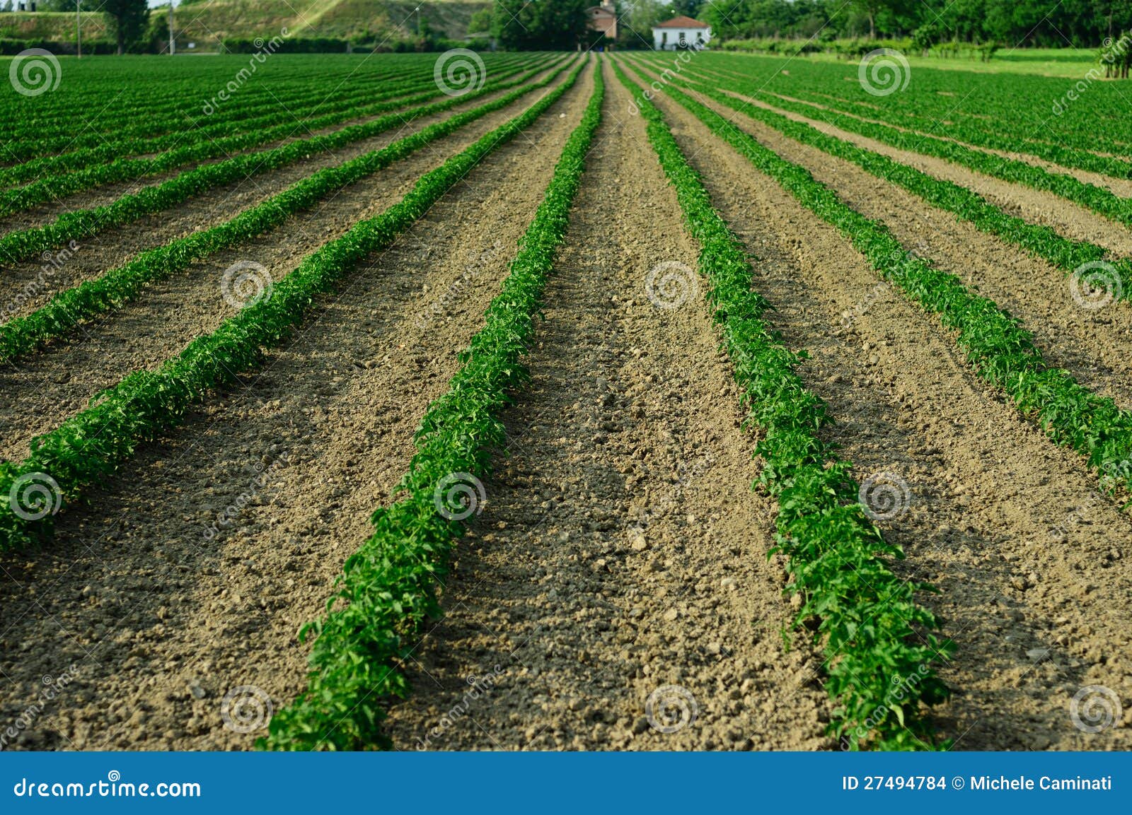 Row of plants in a field stock photo. Image of coltivazioni - 27494784