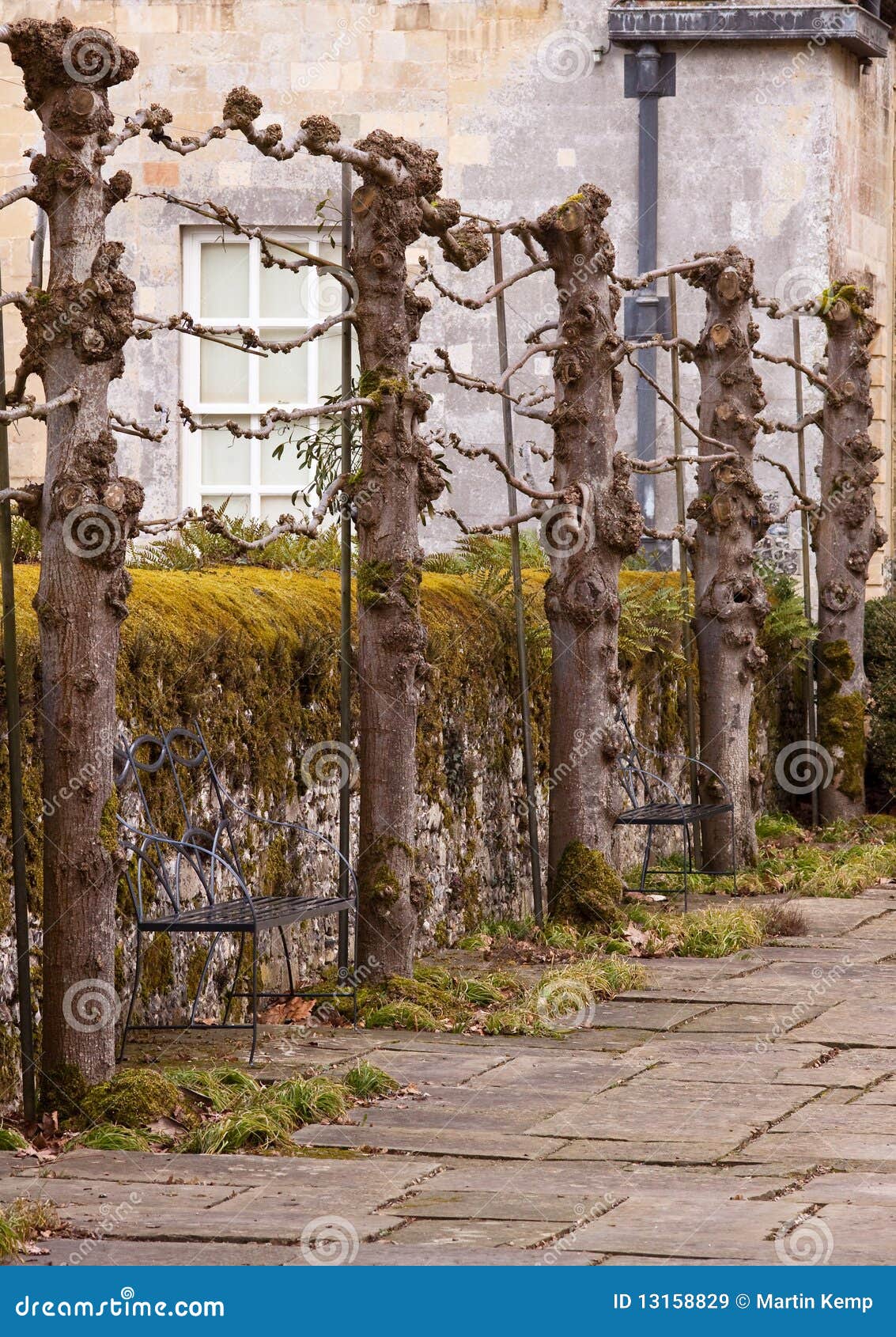 Row of Pleached Trees stock image. Image of park, joined - 13158829