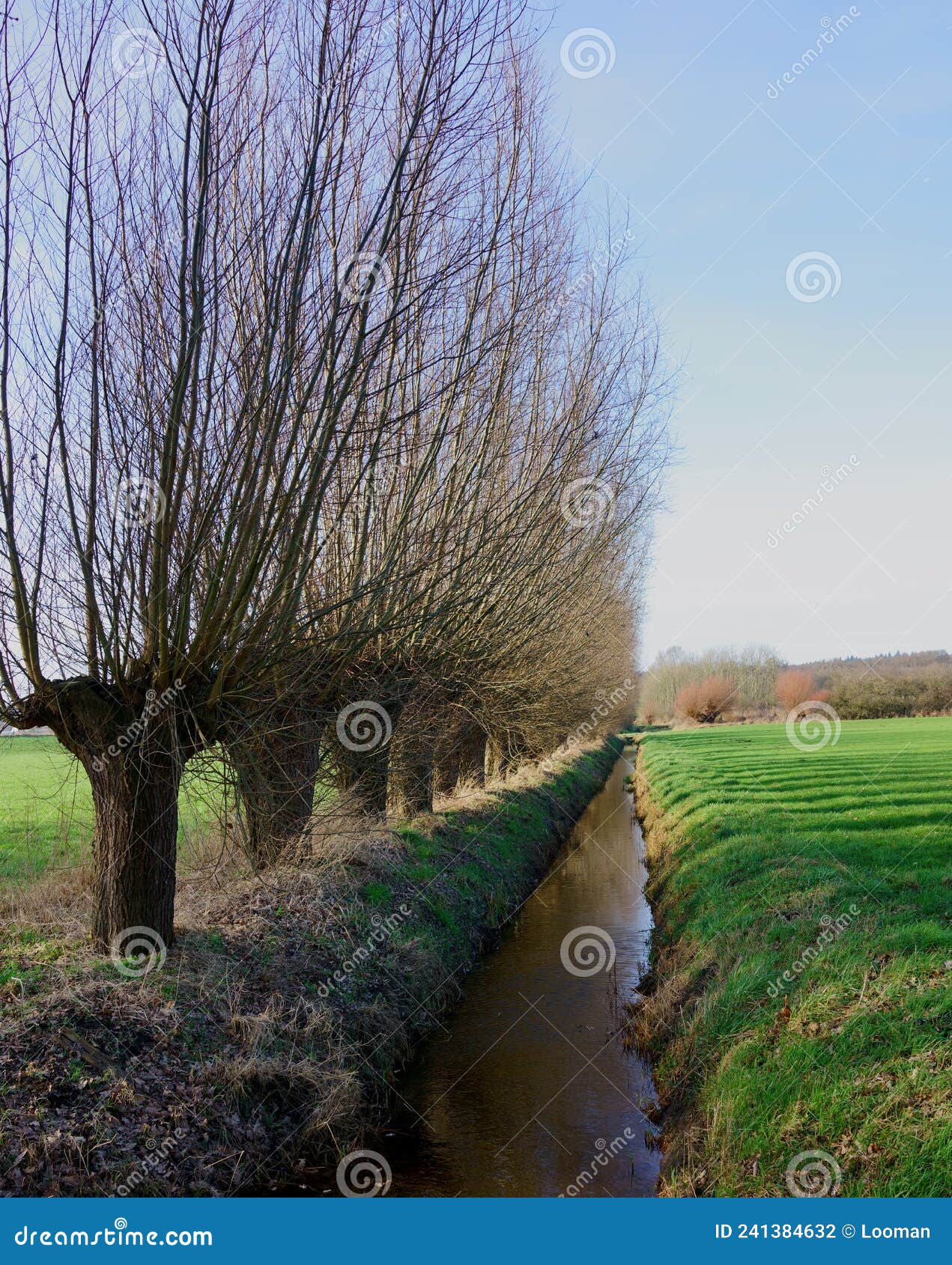 Row of Pollard Willow Trees with Water Stock Photo - Image of ...