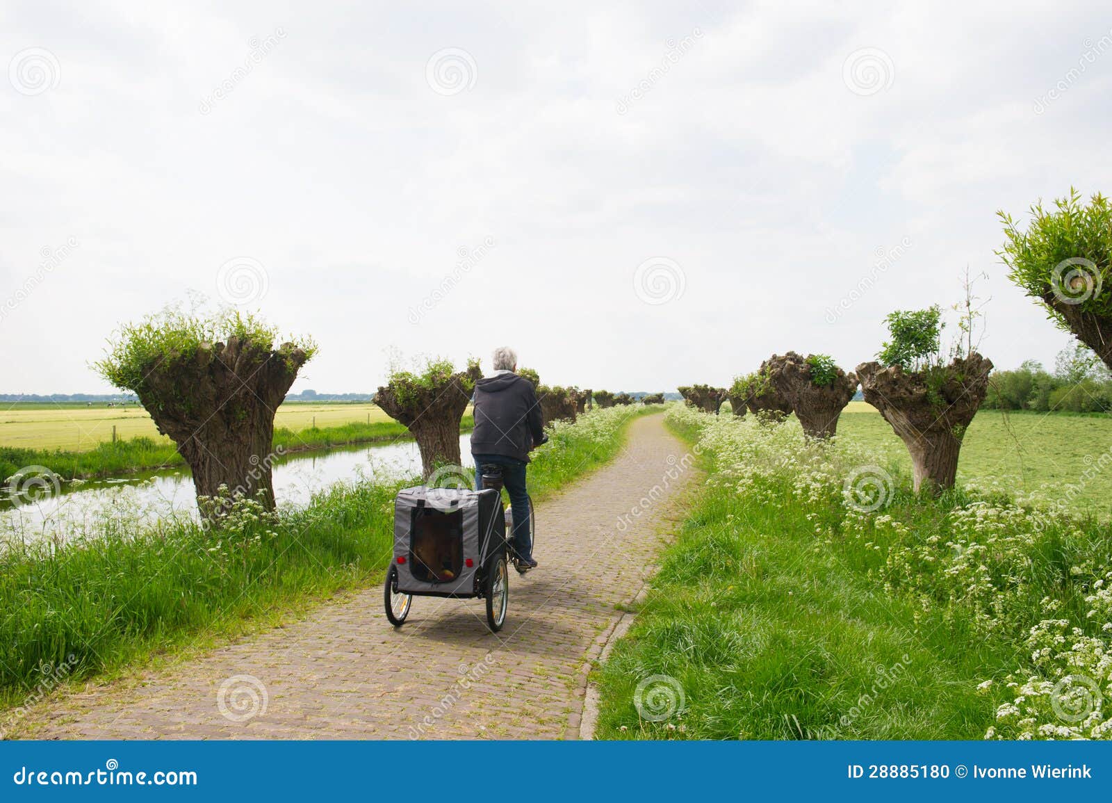 Row Pollard Willows and Cow Parsley Stock Photo - Image of transport ...