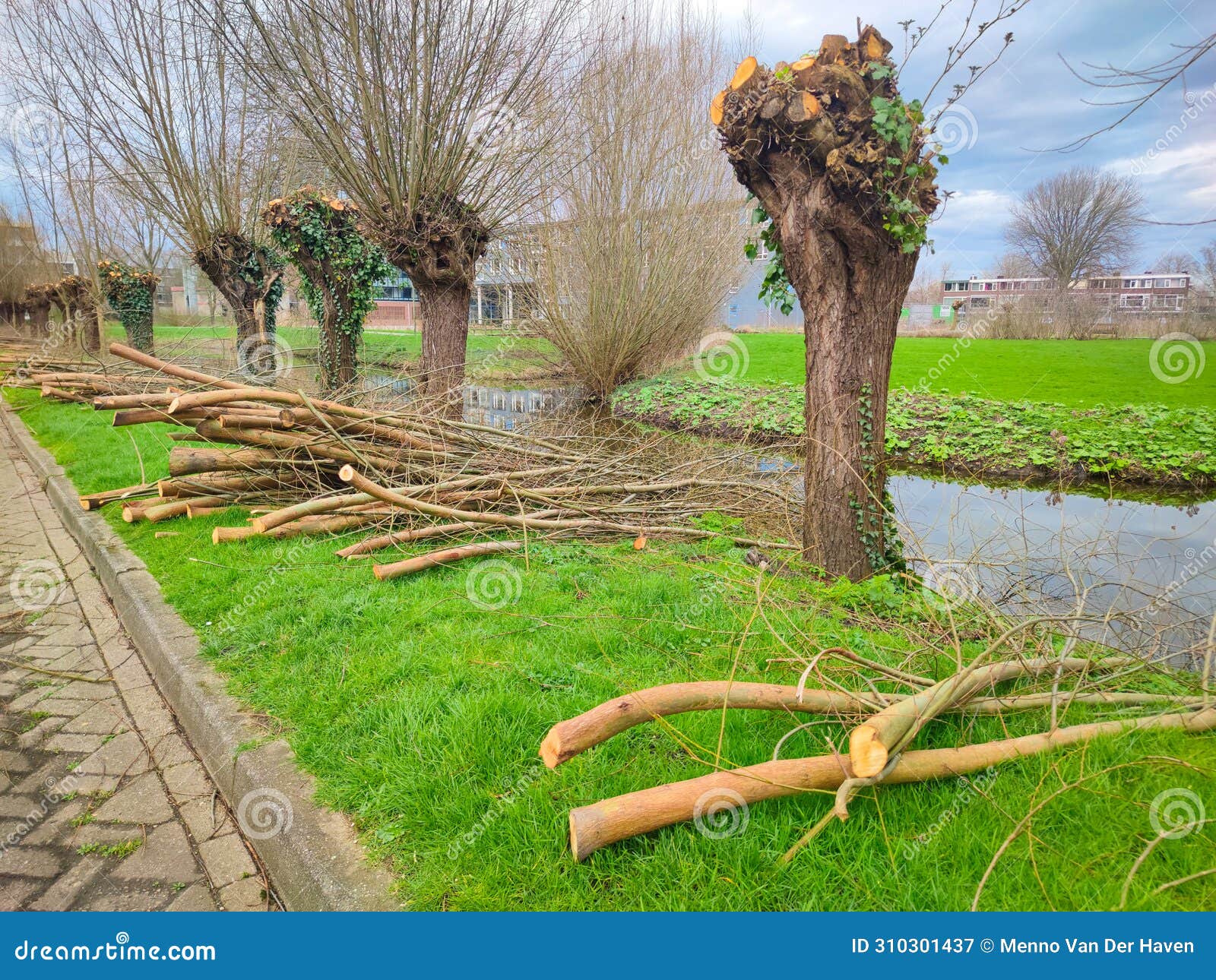 Row of Pollard Willows are Cut in Early Spring Stock Image - Image of ...
