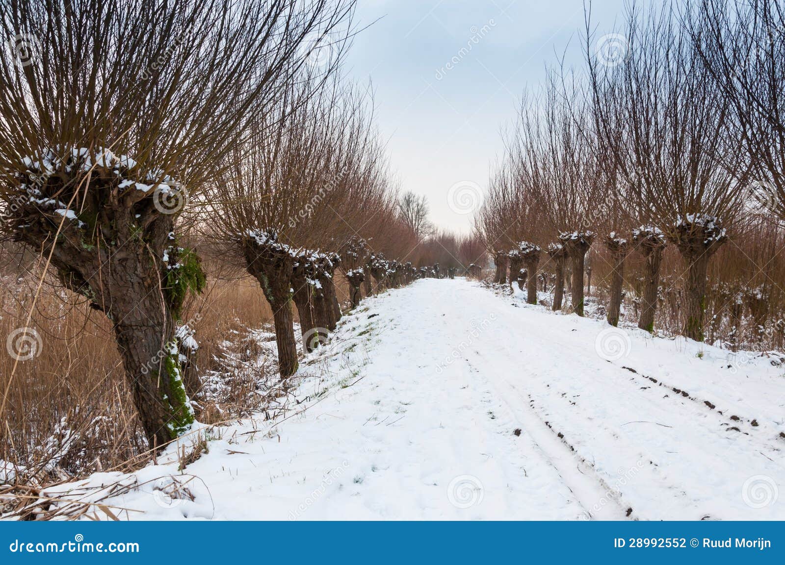 Row of Pollard Willows in a Snowy Area Stock Photo - Image of nature ...