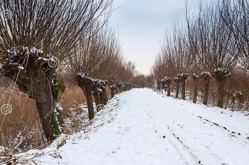 Row of Pollard Willows in a Snowy Area Stock Photo - Image of nature ...
