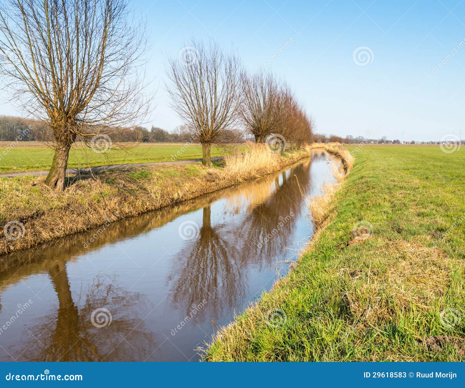 Row of Pollard Willows on the Waterfront Stock Image - Image of ...