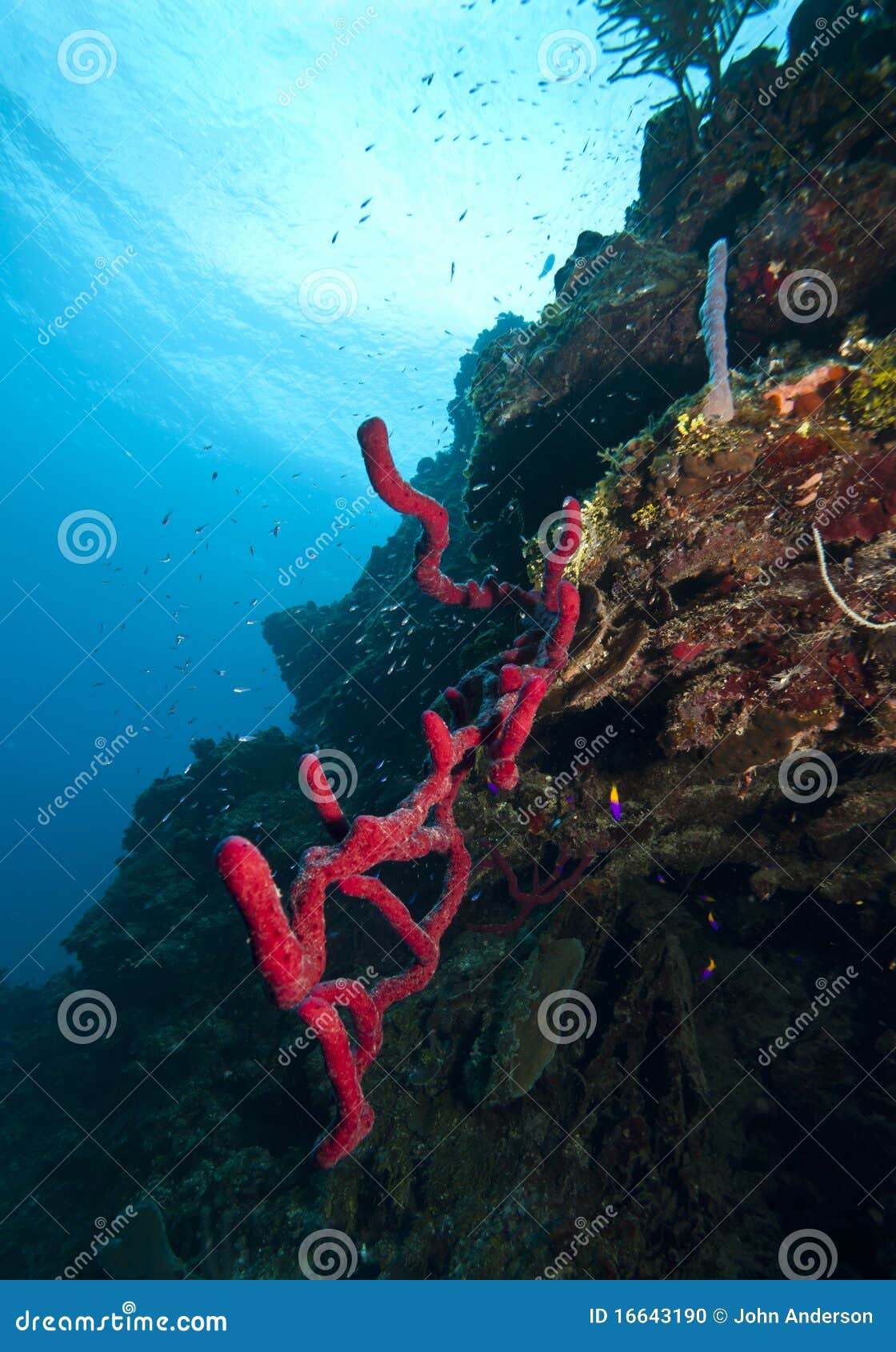 Row Pore Rope sponge stock photo. Image of ocean, living - 16643190