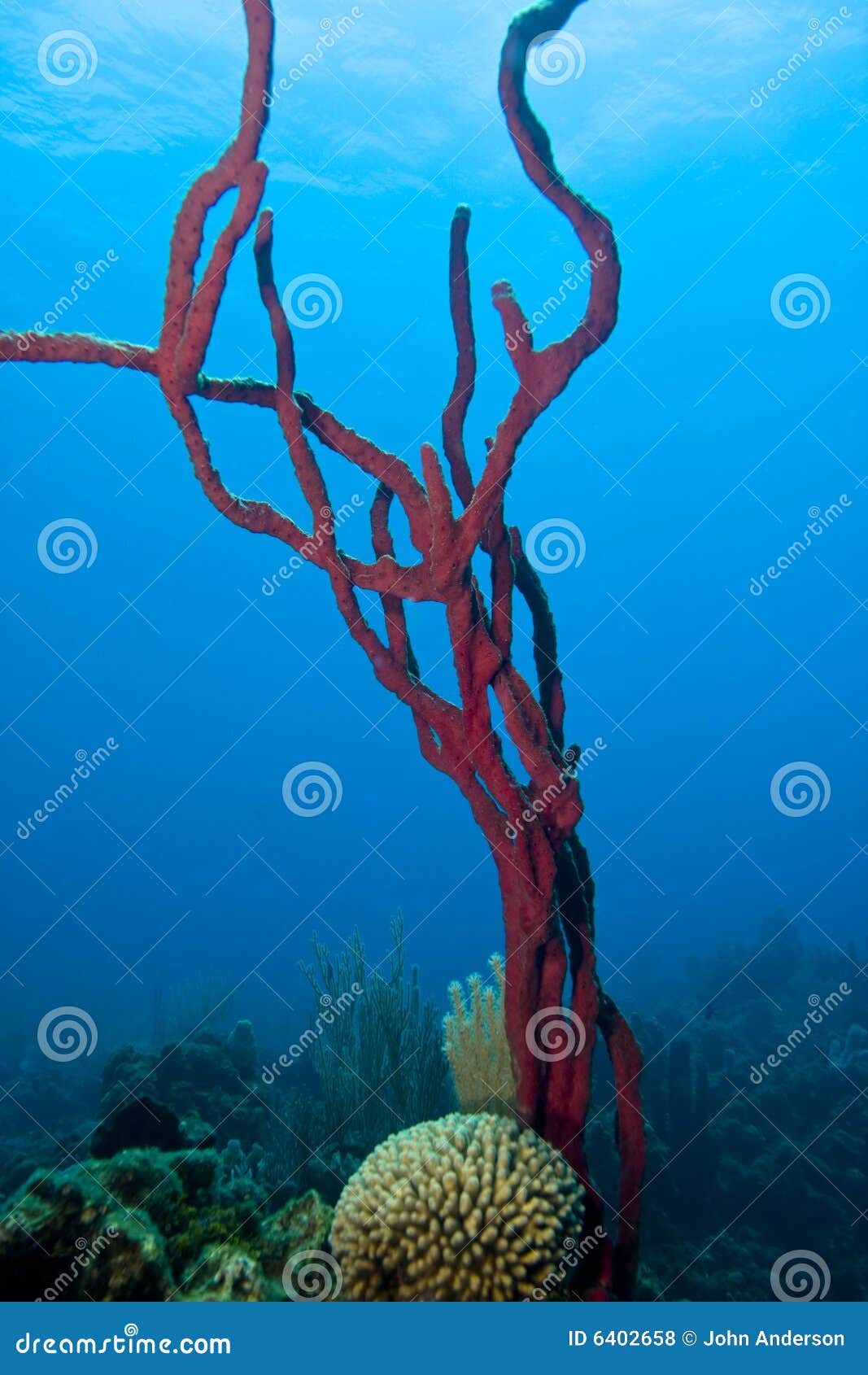 Row pore rope sponge stock photo. Image of sponge, ocean - 6402658