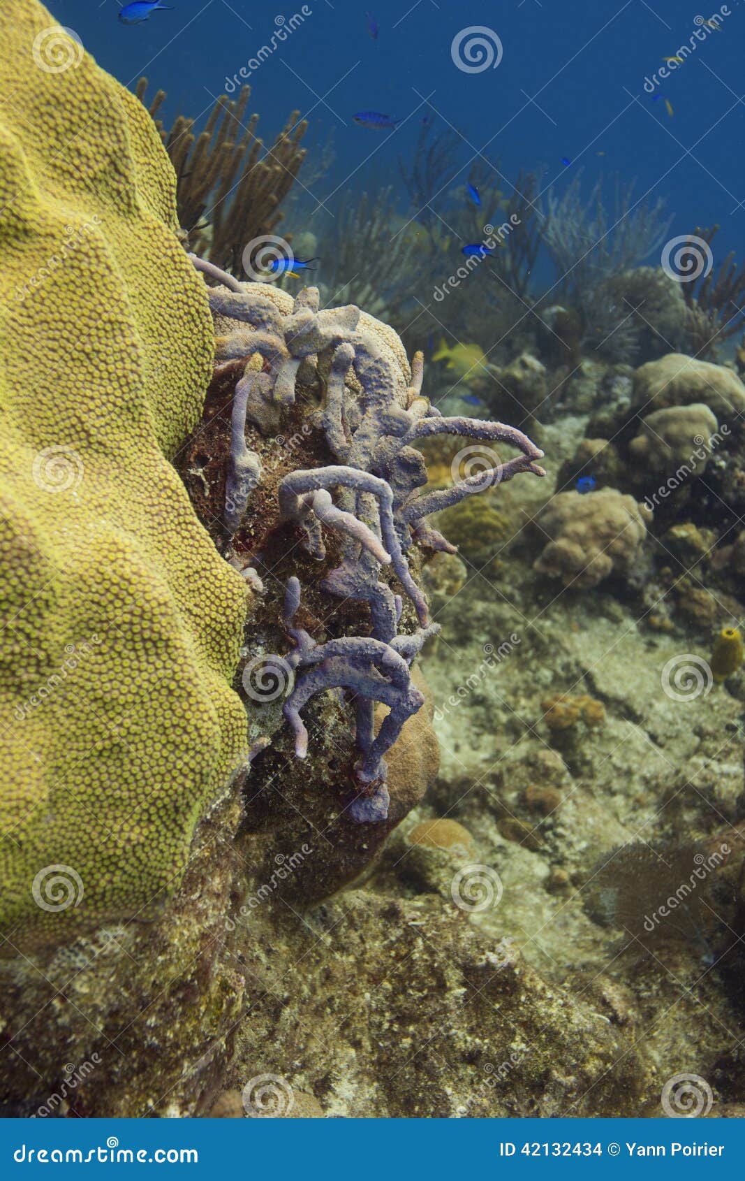 Row pore rope sponge stock photo. Image of coral, marine - 42132434
