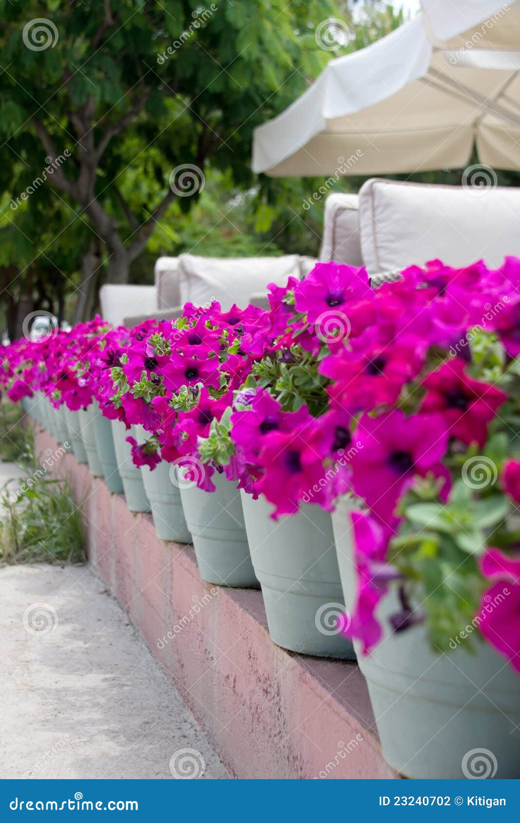Row of Potted Flowers stock photo. Image of garden, flora - 23240702