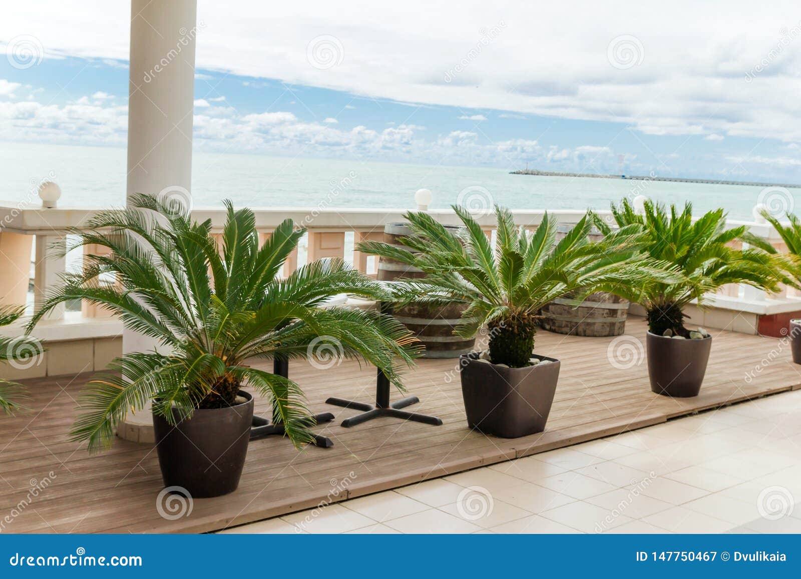 Potted Palm Trees on the Waterfront Stock Image - Image of growth ...