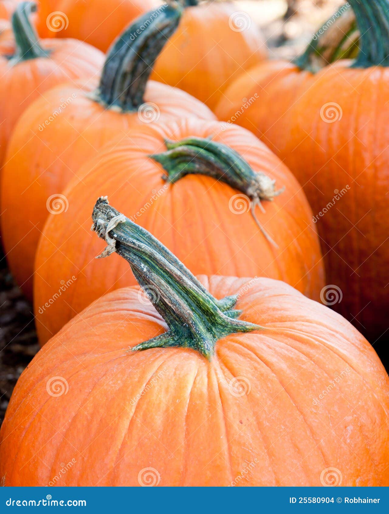 Row of pumpkins stock photo. Image of bright, produce - 25580904