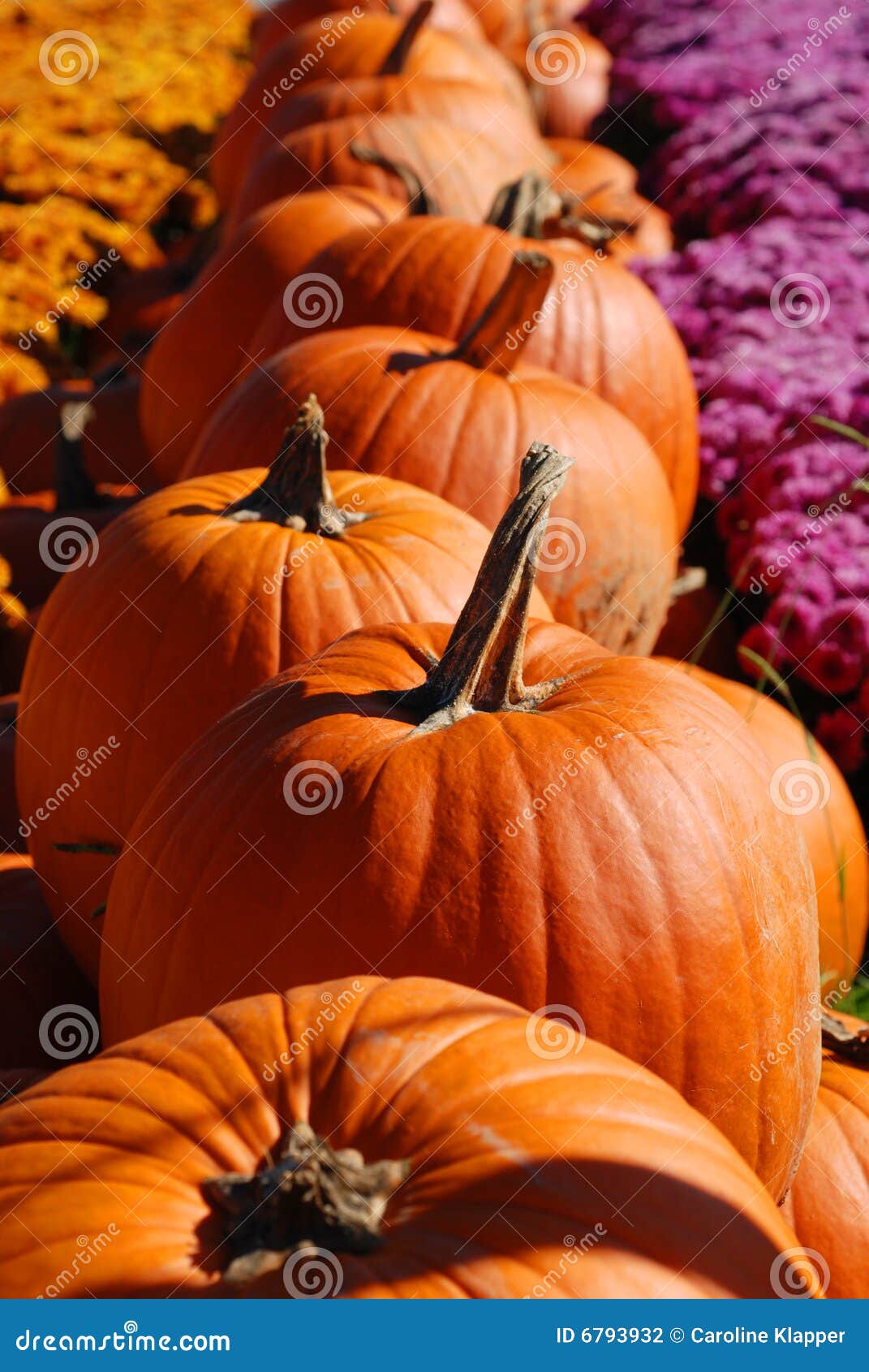 Row of Pumpkins stock photo. Image of holiday, thanksgiving - 6793932