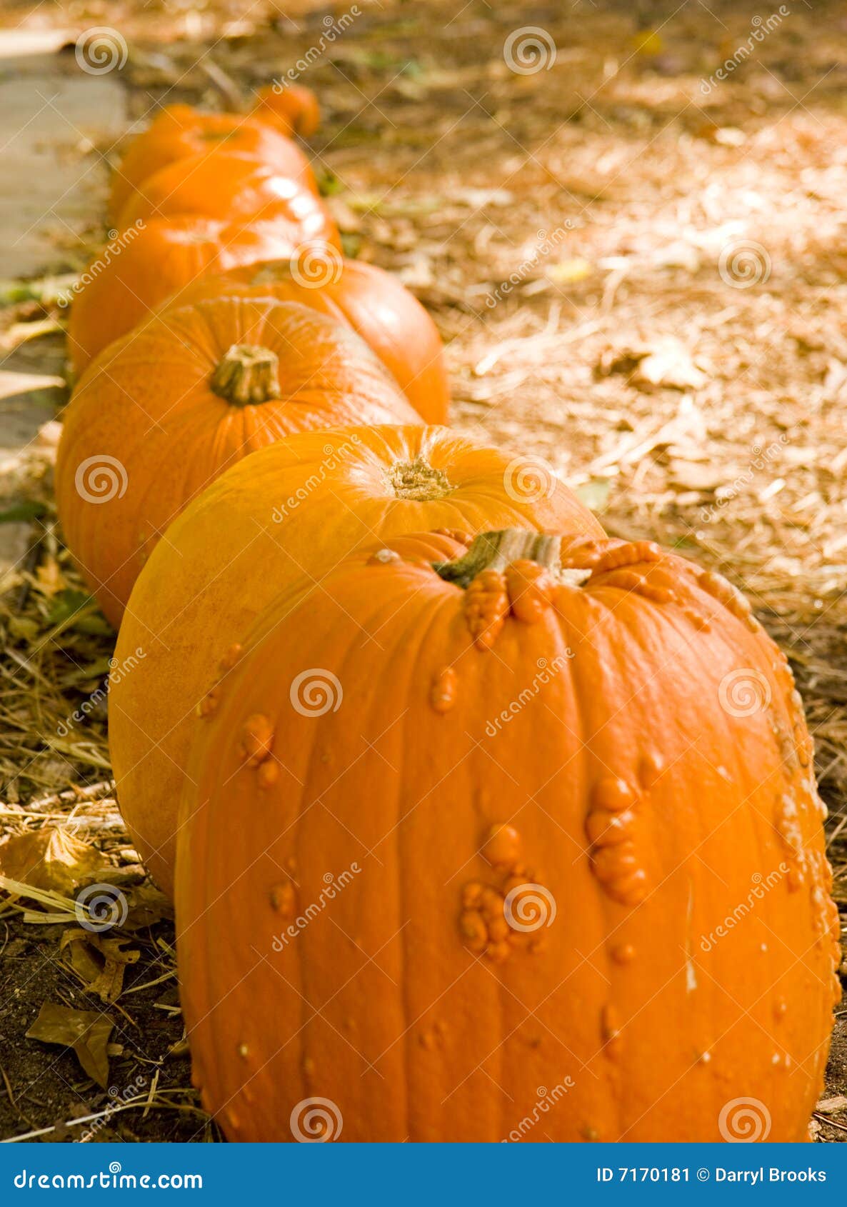 Row of Pumpkins stock image. Image of nature, pumpkin - 7170181