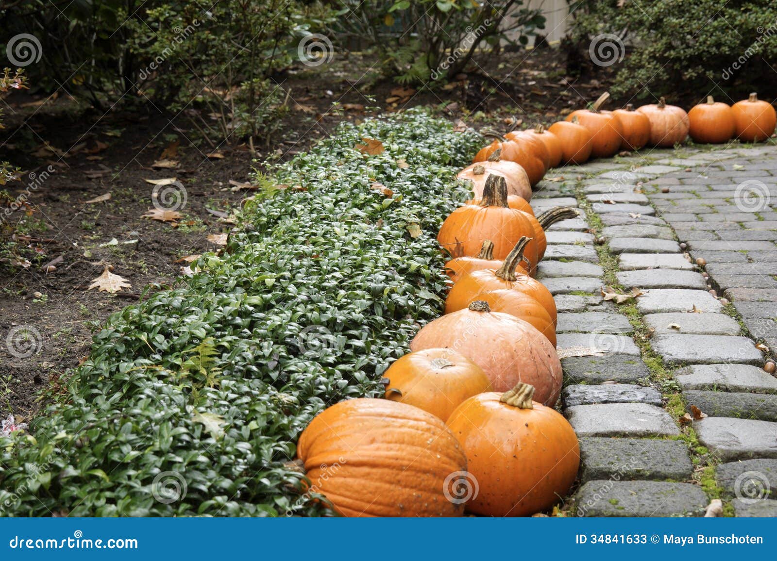 Row of pumpkins stock image. Image of orange, agriculture - 34841633