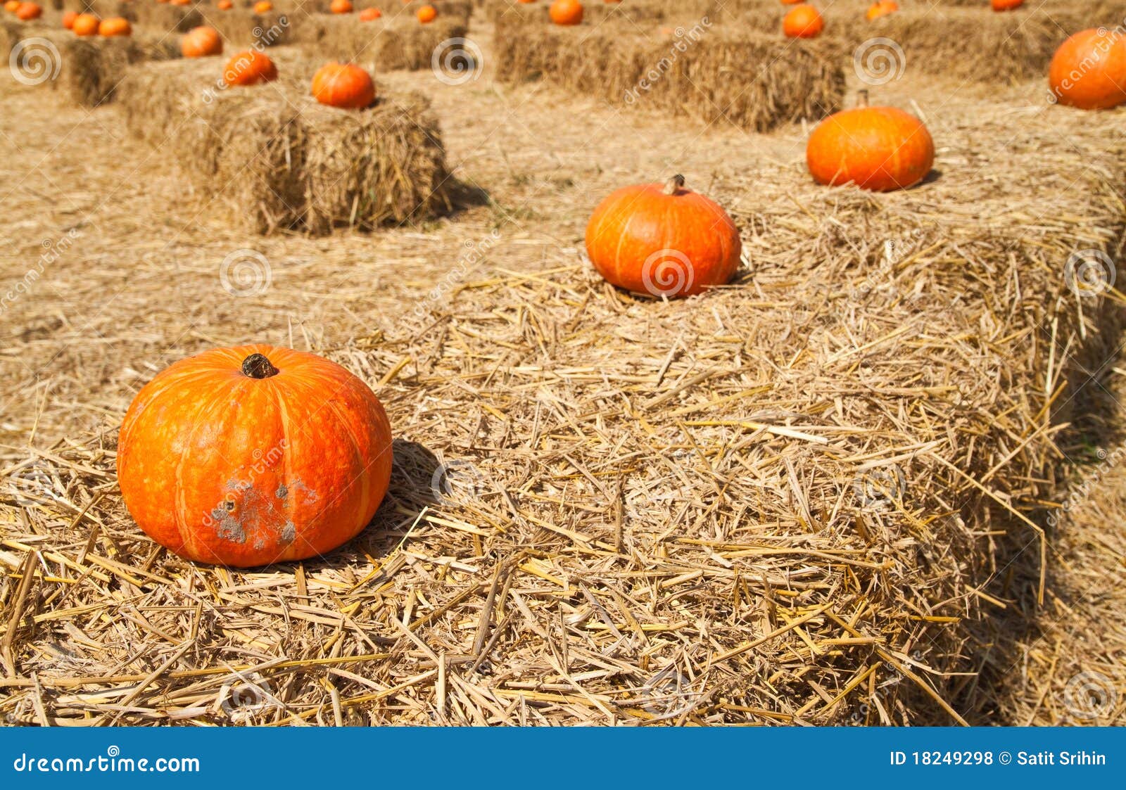 Row of Pumpkins on the Straw Stock Photo - Image of decoration ...