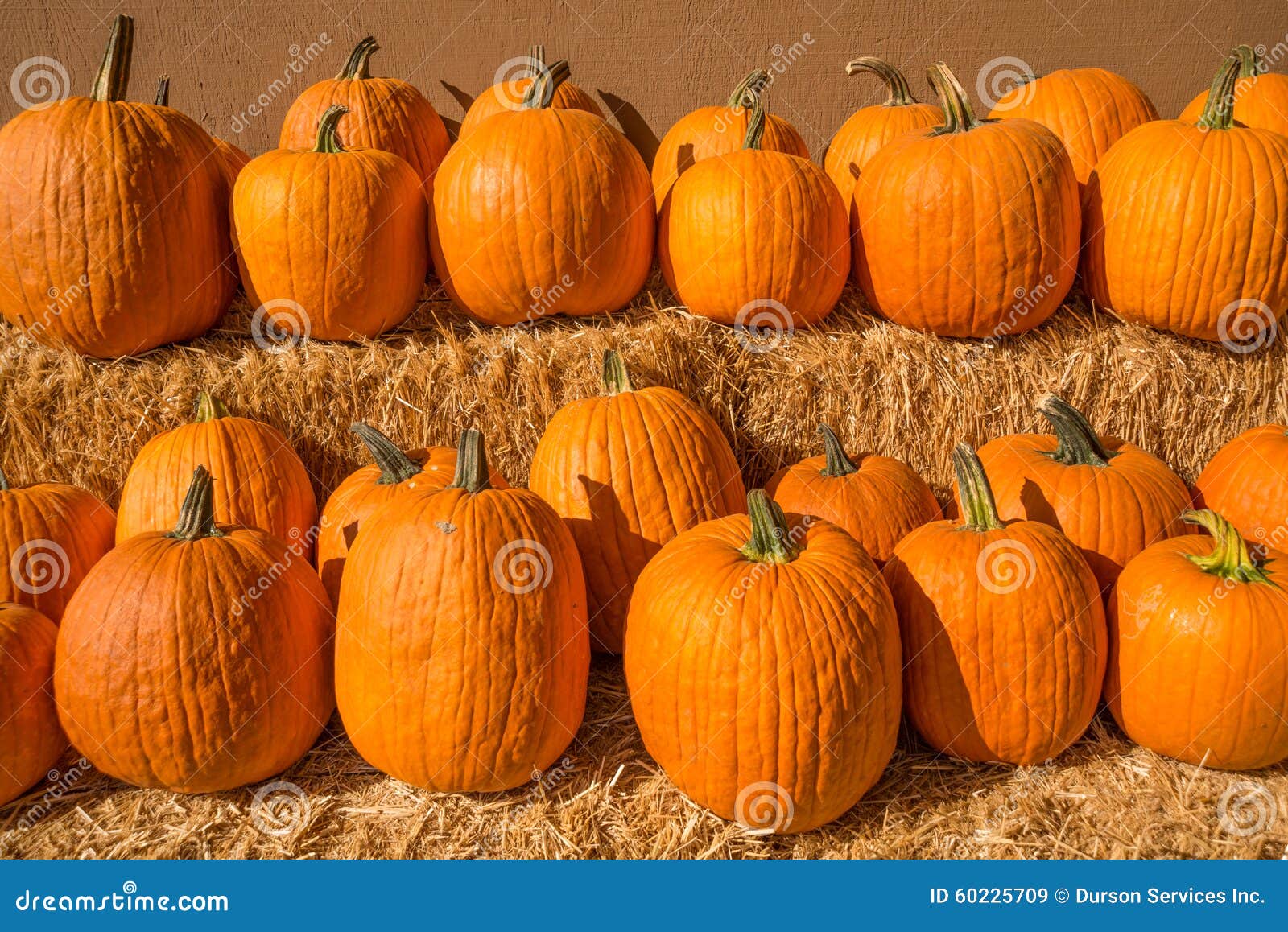 Row of pumpkins stock image. Image of grass, fall, vegetables - 60225709