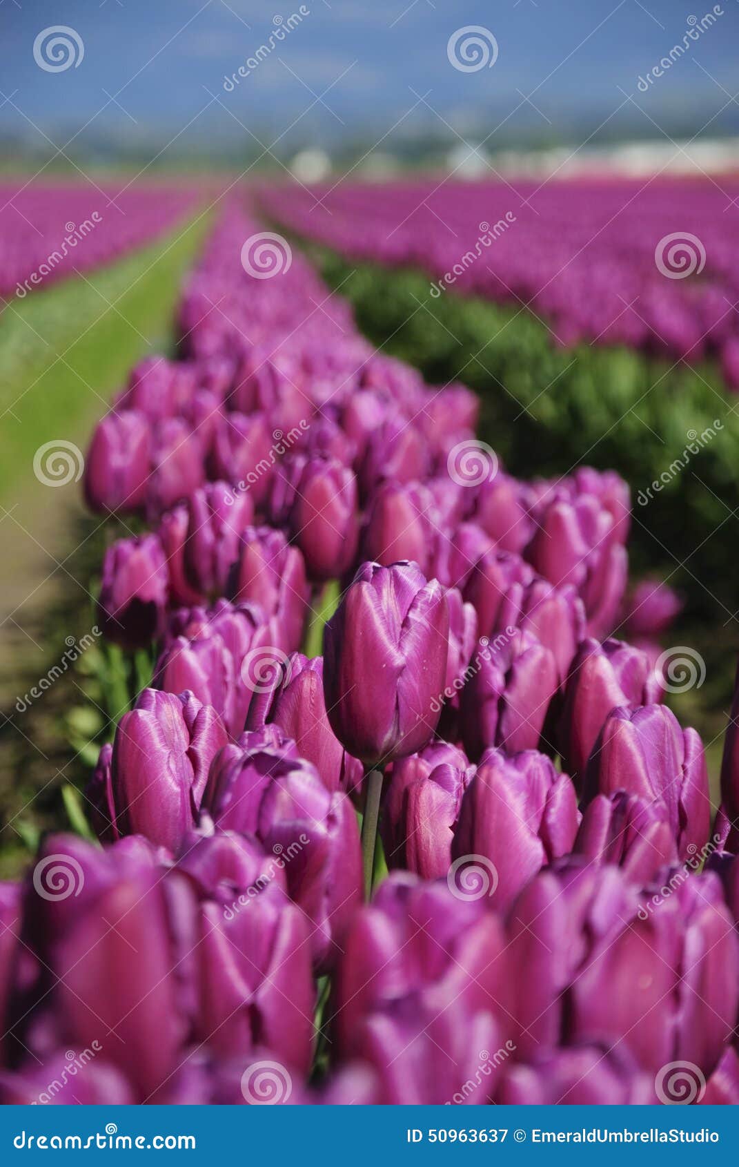 Row of Purple Tulips Outdoors Stock Image - Image of bloom, farm: 50963637