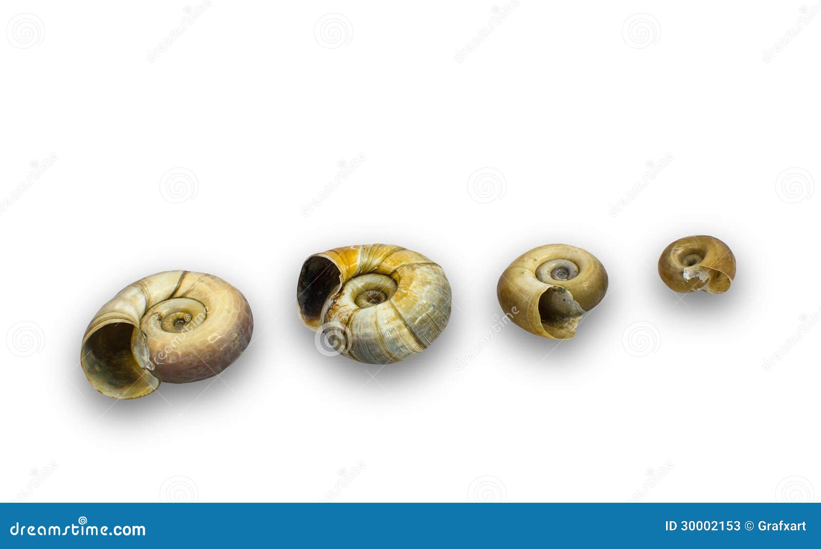 Rams horn Snails stock image. Image of snail, senior - 30002153