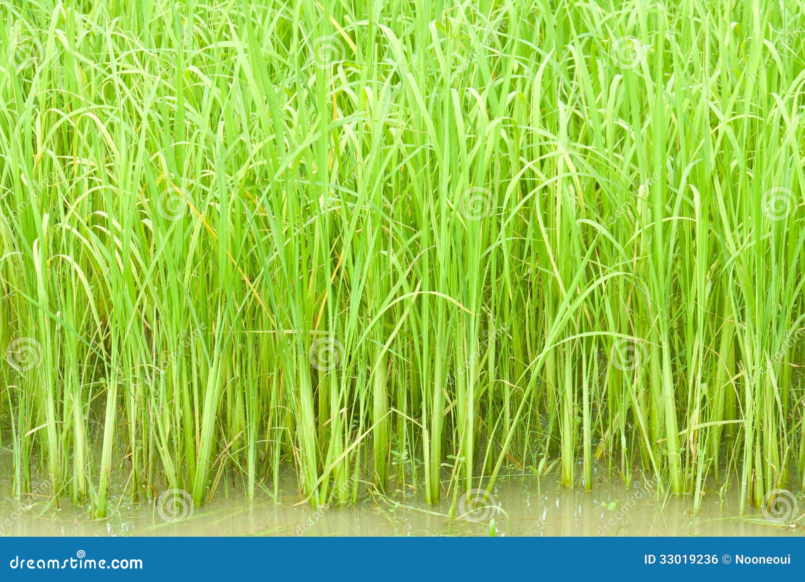 Row of rice in farm stock photo. Image of plantation - 33019236